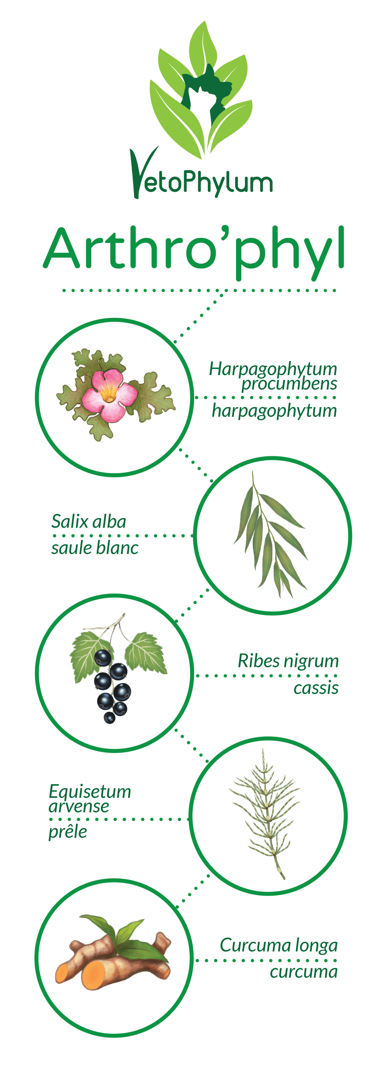 ARTHRO'PHYL - Vetophylum