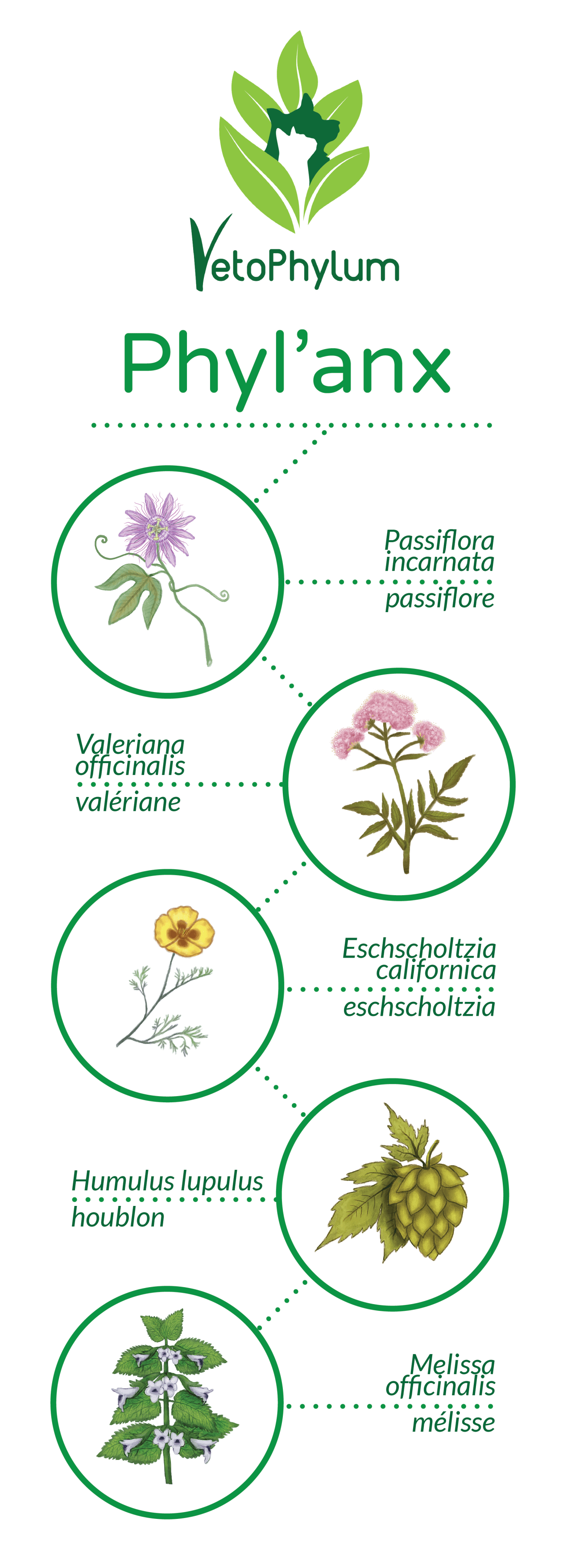 PHYL'ANX - Vetophylum